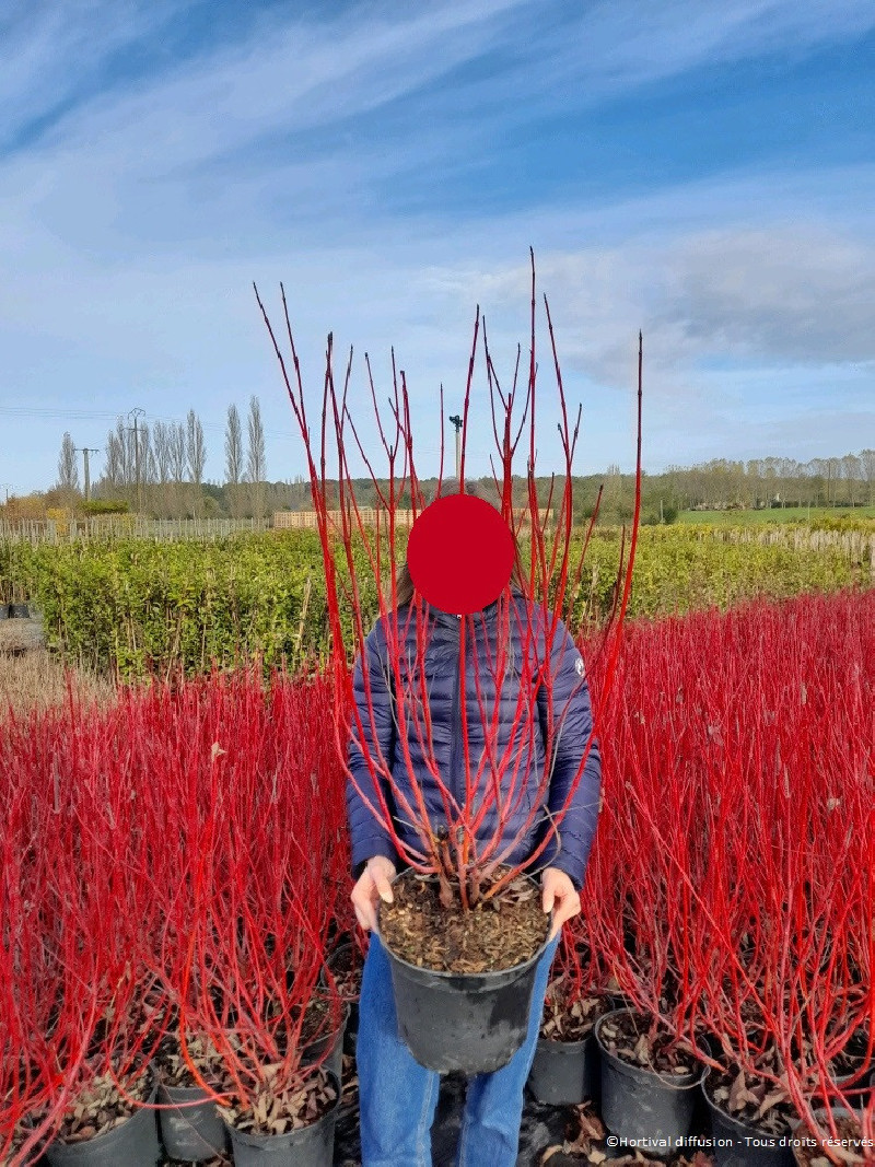 CORNUS alba (Cornouiller blanc)