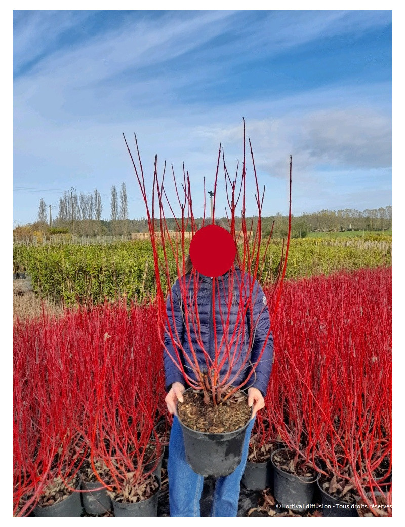 CORNUS alba BATON ROUGE® (Cornouiller blanc Baton Rouge)