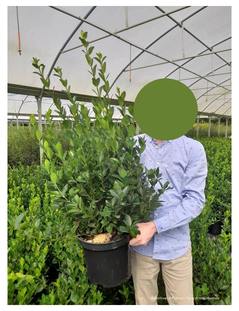 EUONYMUS japonicus EXTRAVAGANZA® (Fusain du Japon xtravaganza)