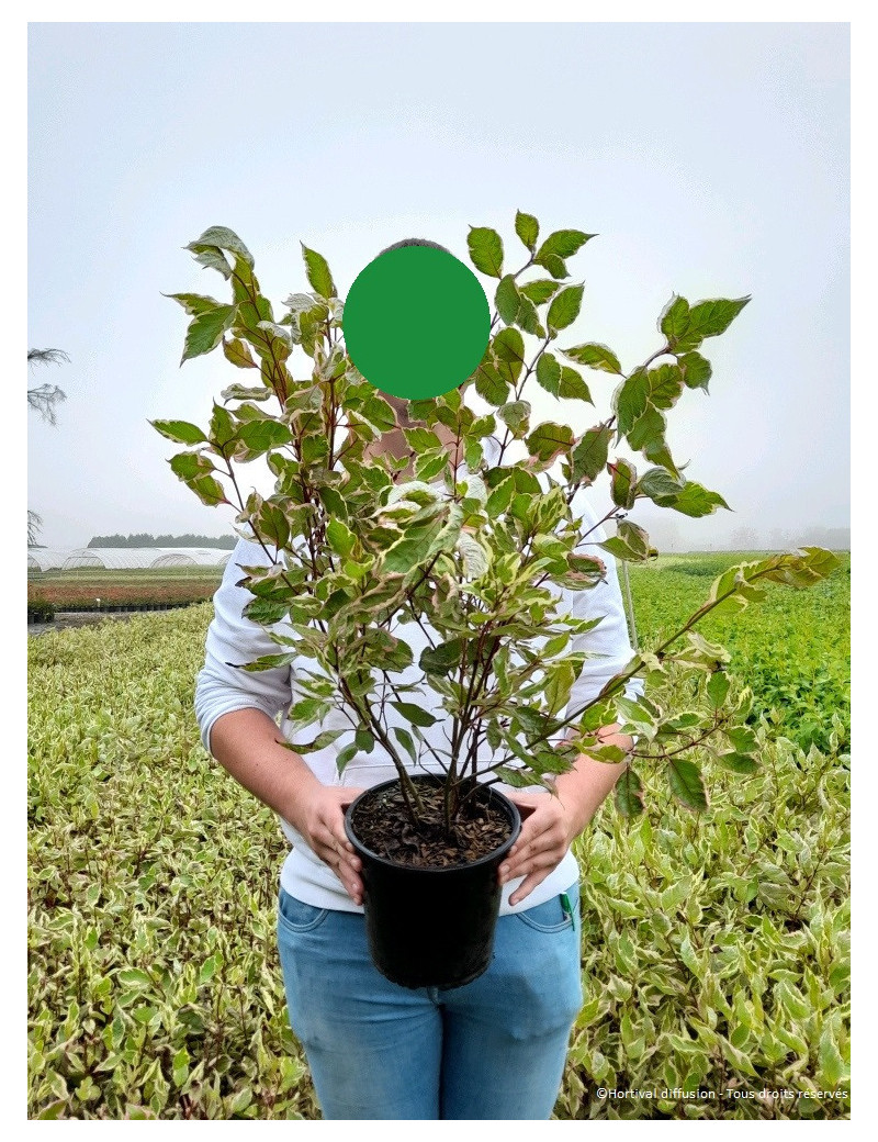 CORNUS alba MIRACLE® (Cornouiller blanc Miracle)