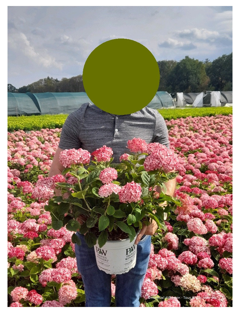 HYDRANGEA arborescens RUBY ANNABELLE® (Hortensia arbustif)