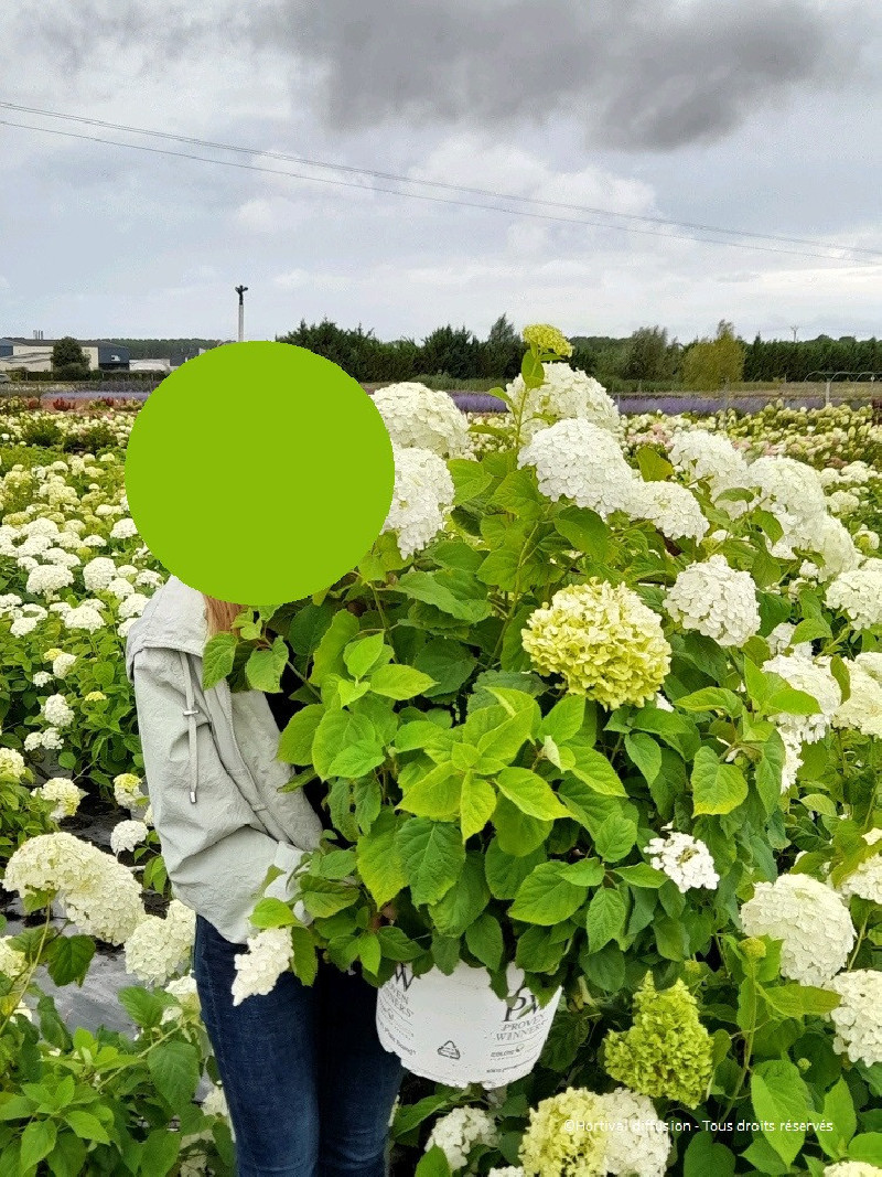 HYDRANGEA arborescens STRONG ANNABELLE® (Hortensia arbustif)