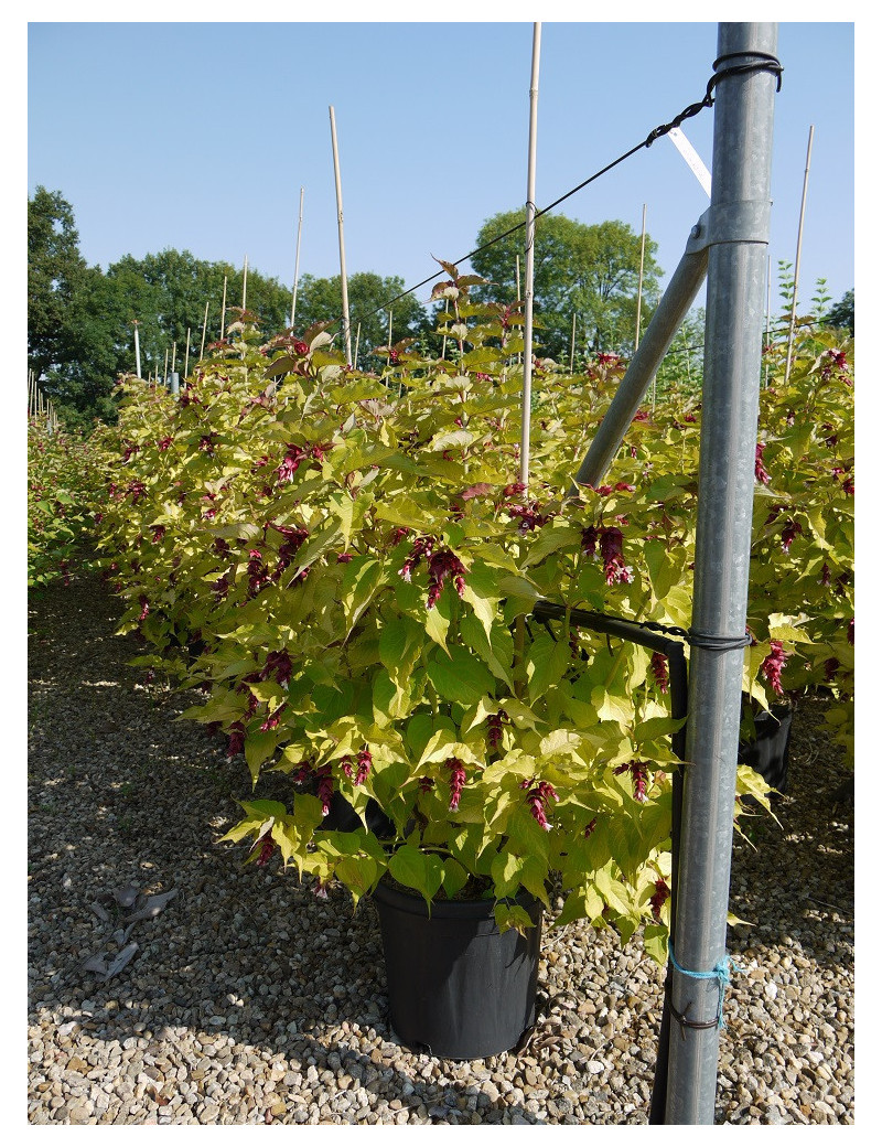 LEYCESTERIA formosa GOLDEN LANTERNS (Arbre aux faisans)
