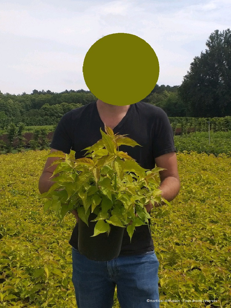 LEYCESTERIA formosa GOLDEN LANTERNS (Arbre aux faisans)