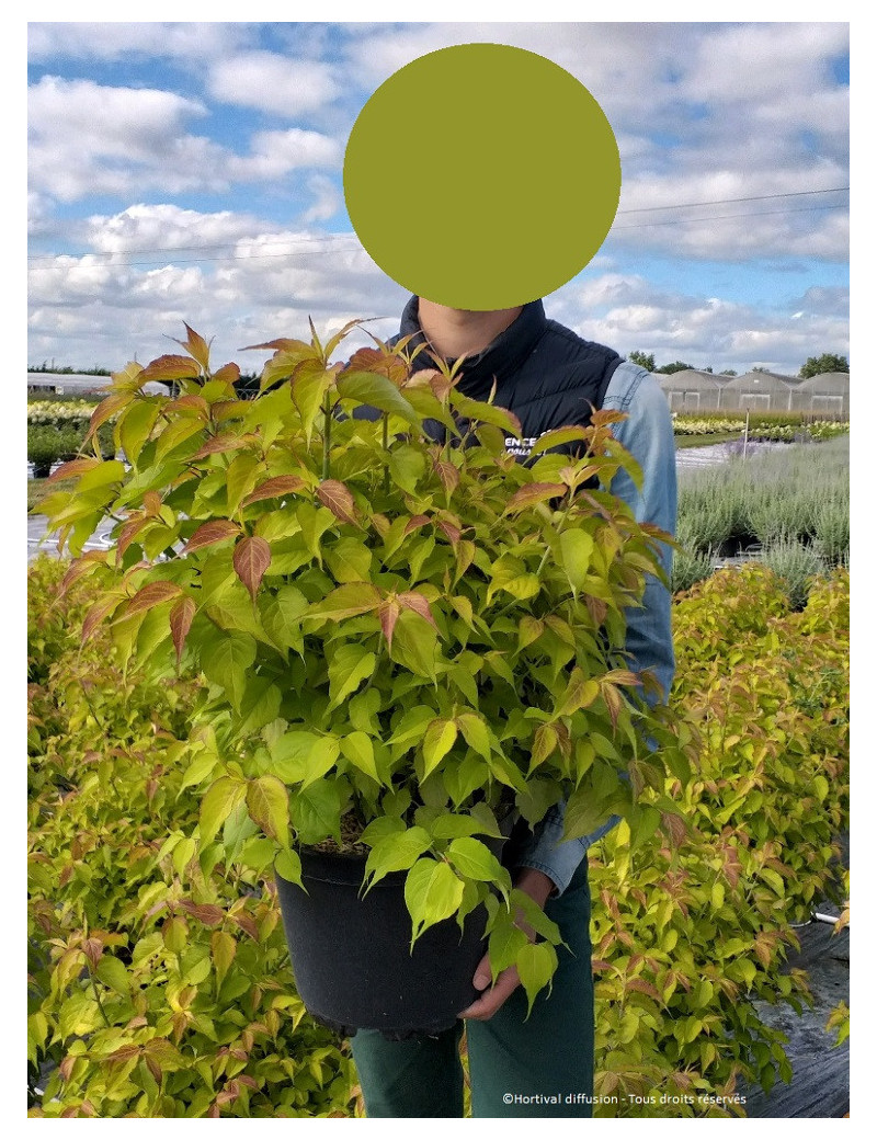 LEYCESTERIA formosa GOLDEN LANTERNS (Arbre aux faisans)