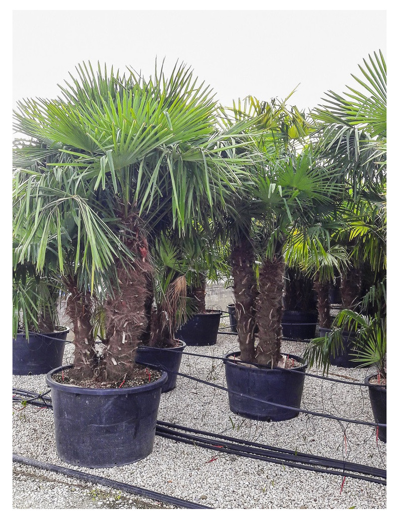 TRACHYCARPUS fortunei (Palmier de Chine ou palmier chanvre)