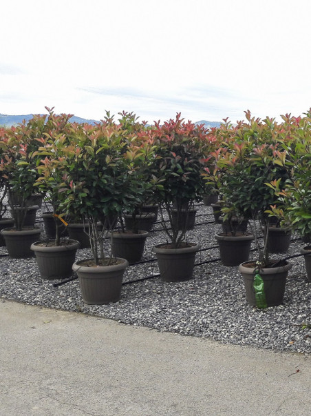 PHOTINIA fraseri RED ROBIN (Photinia Red Robin)
