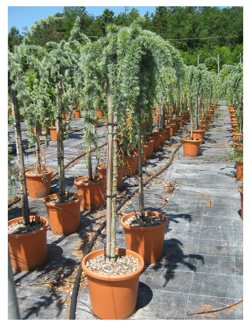 CEDRUS atlantica GLAUCA PENDULA (Cèdre bleu de l'Atlas pleureur)