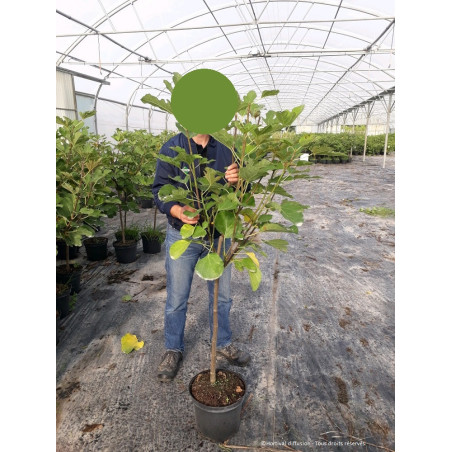 FIGUIER ROUGE DE BORDEAUX - PASTILIÈRE (Ficus carica)