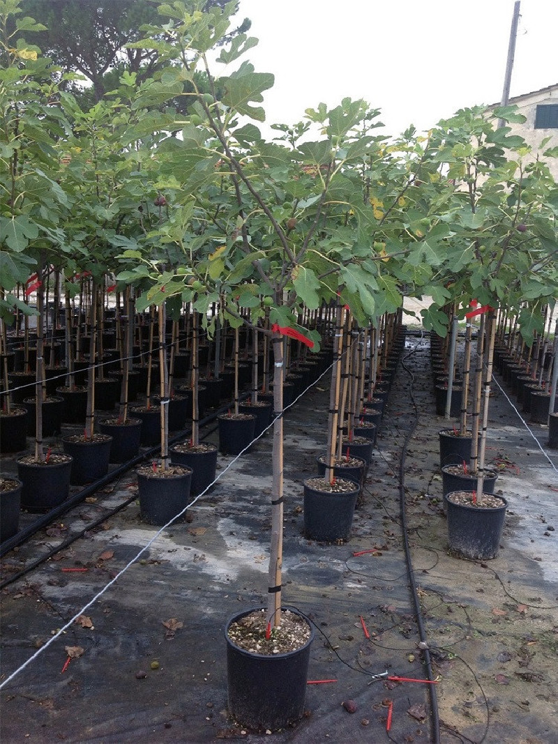 FIGUIER ICE CRYSTAL (Ficus carica)