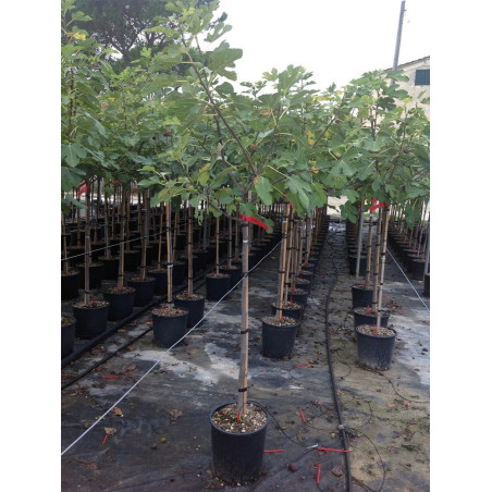FIGUIER ROUGE DE BORDEAUX - PASTILIÈRE (Ficus carica)