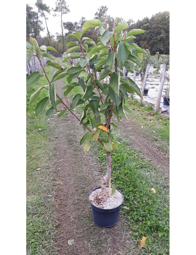 CERISIER guigne EARLY RIVERS (Prunus cerasus)
