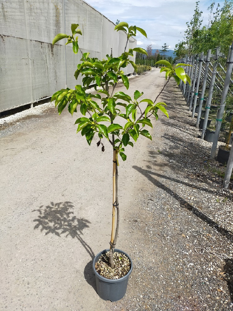 KAKI MUSCAT (Diospyros)