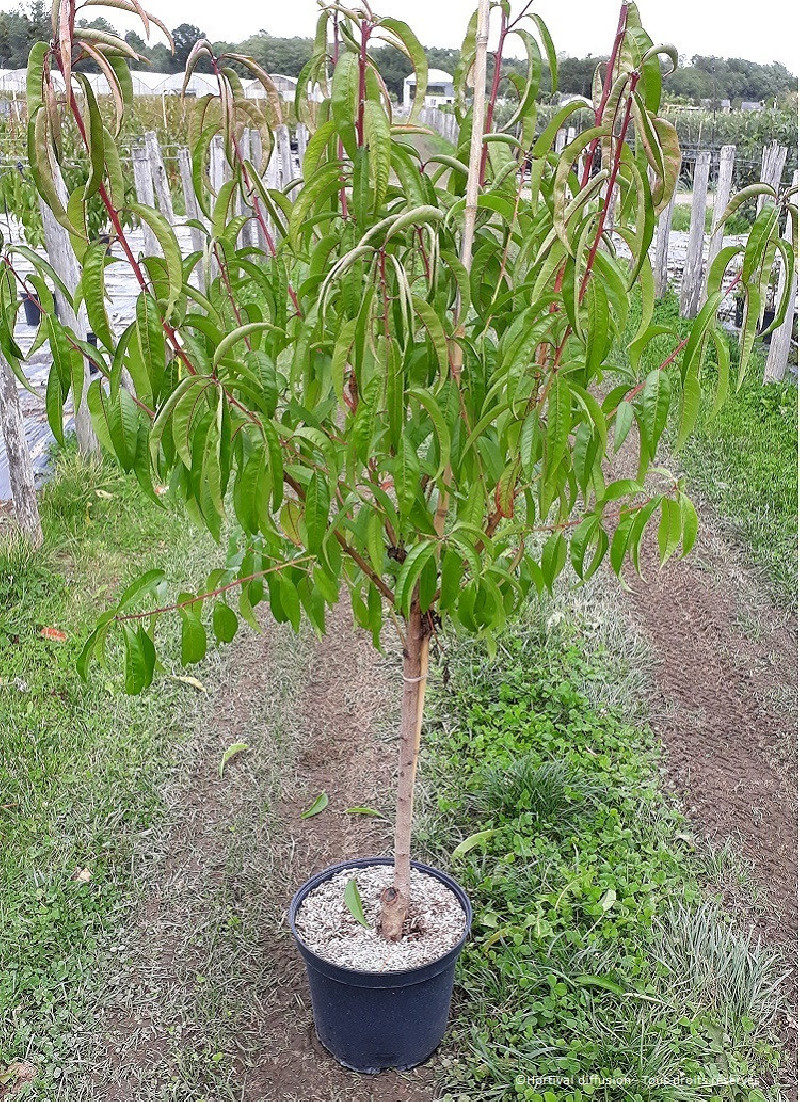 PÊCHER DE VIGNE SANGUINE (PRUNUS persica)