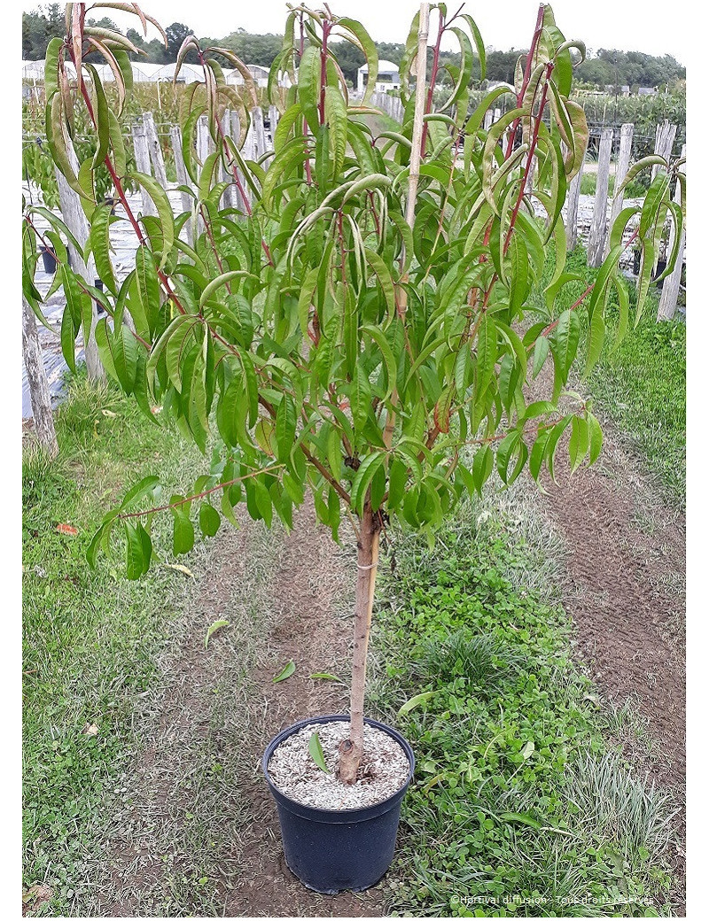 PÊCHER AMSDEN (Prunus persica)