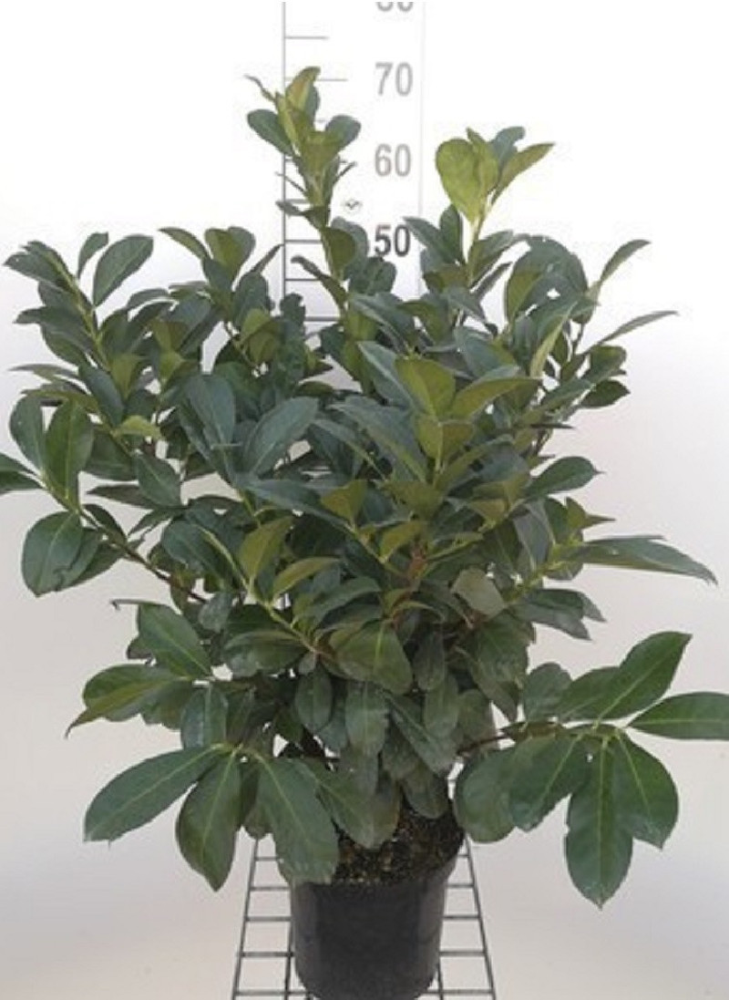 PRUNUS laurocerasus ETNA® (Laurier-cerise, Laurier-amande, Laurier palme)