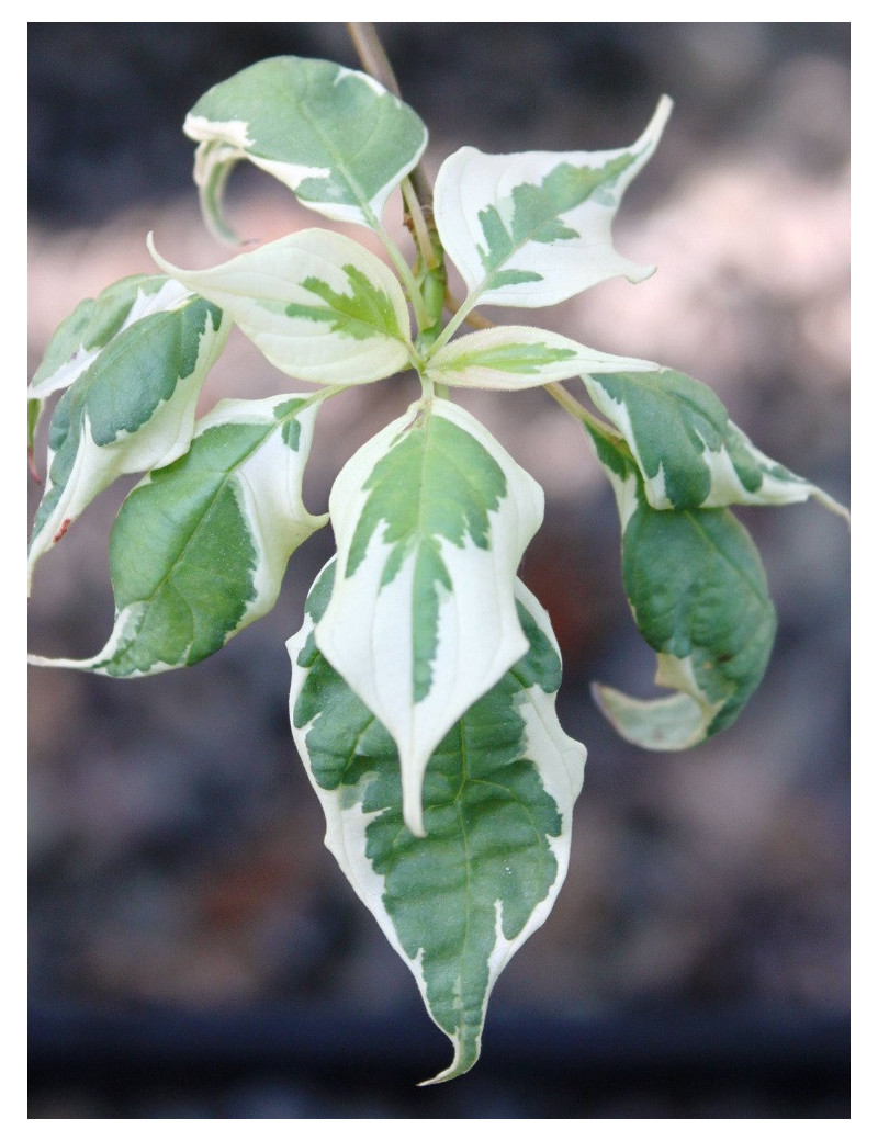 CORNUS alternifolia ARGENTEA (Cornouiller panaché à feuilles alternes)
