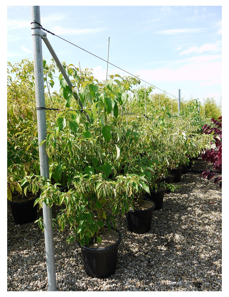 CORNUS alternifolia (Cornouiller à feuilles alternes)