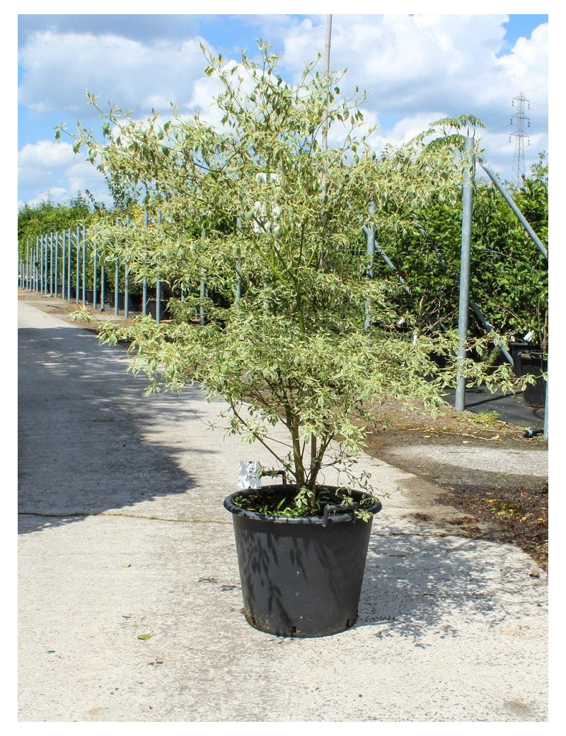 CORNUS alternifolia ARGENTEA (Cornouiller panaché à feuilles alternes)