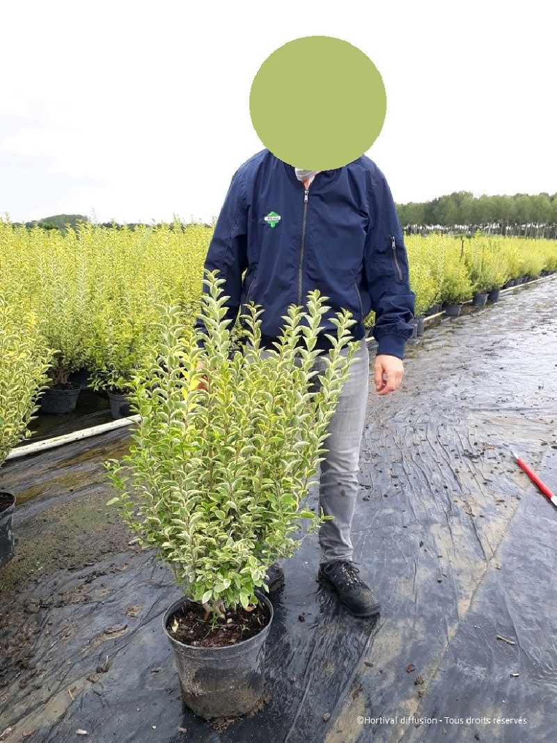 LIGUSTRUM ovalifolium AUREUM (Troène de Californie panaché doré)