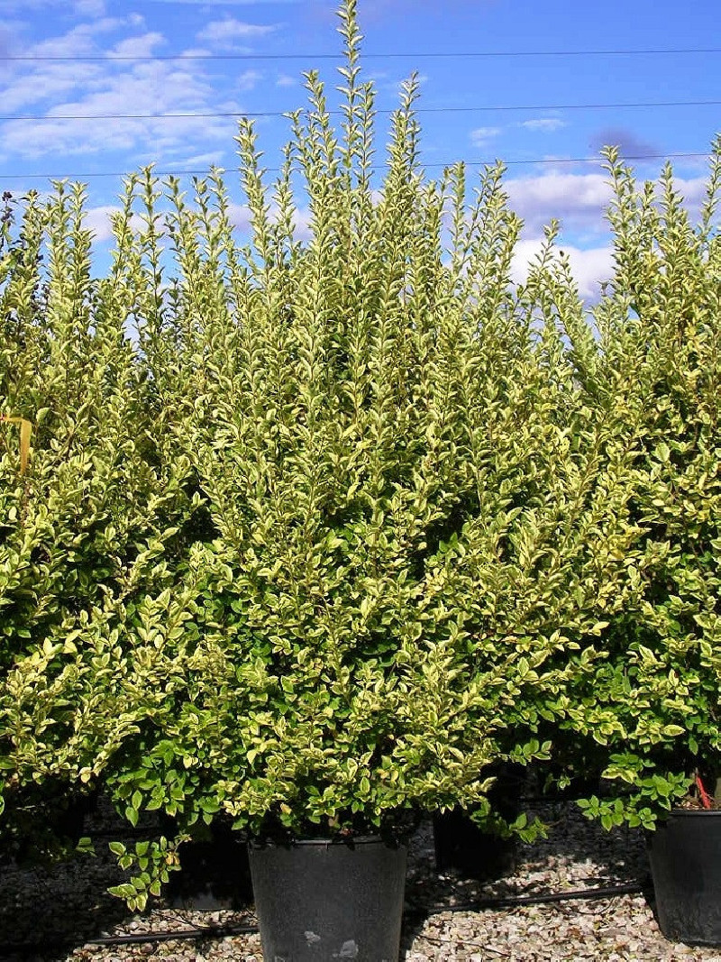 LIGUSTRUM ovalifolium AUREUM (Troène de Californie panaché doré)
