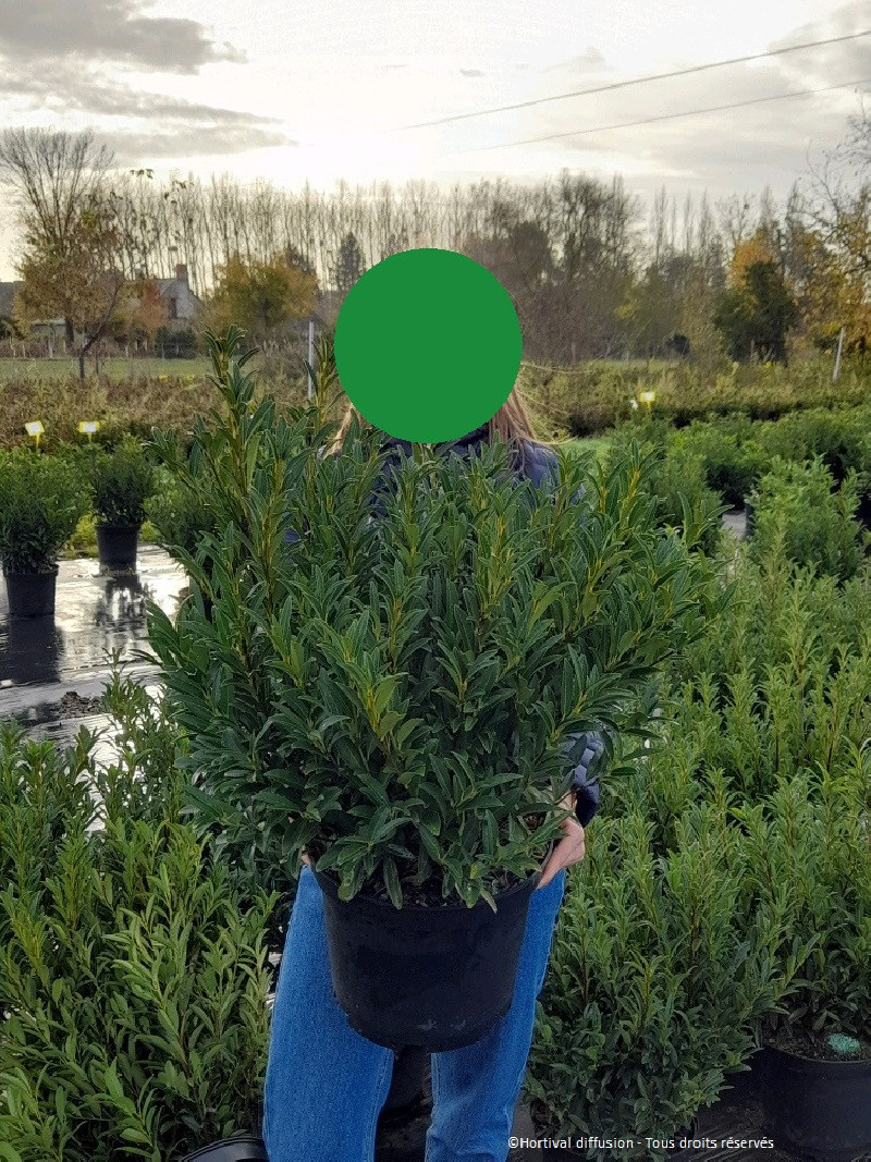 PRUNUS laurocerasus SOFIA cov (Laurier-cerise, Laurier-amande, Laurier ...
