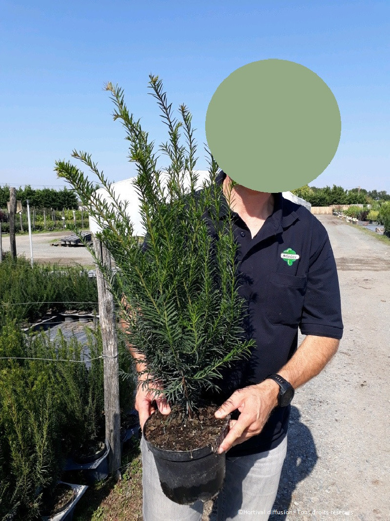 TAXUS baccata (If commun)