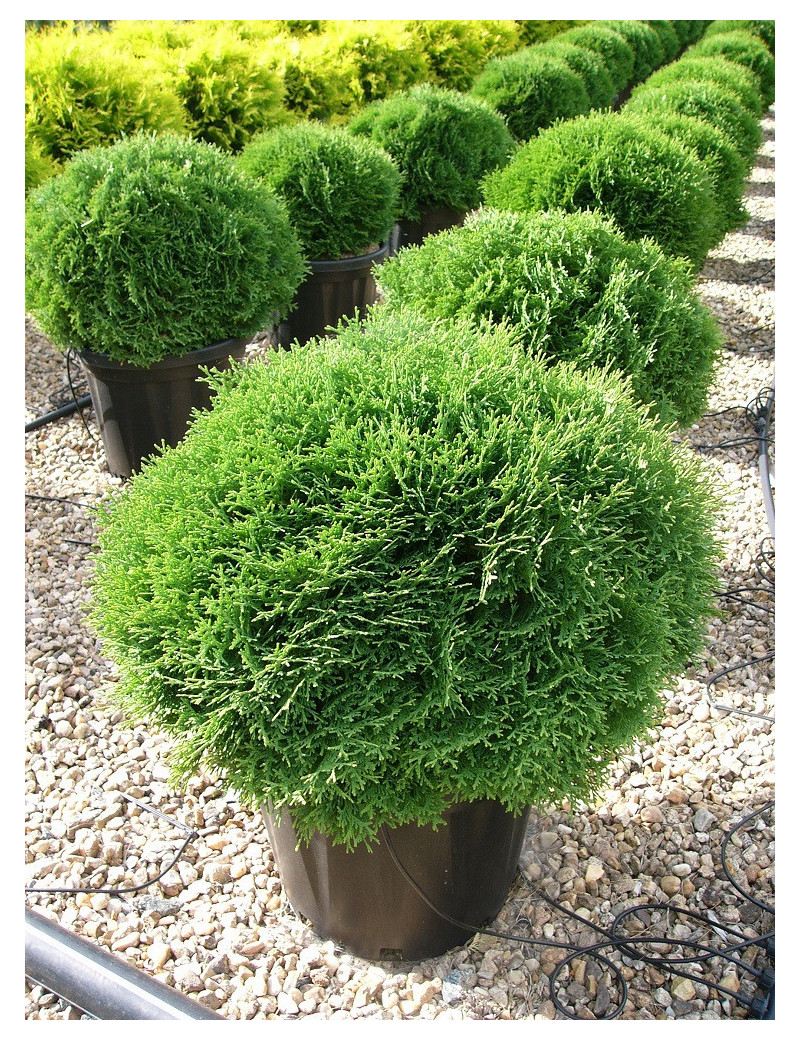 THUJA occidentalis TINY TIM (Thuya du Canada)