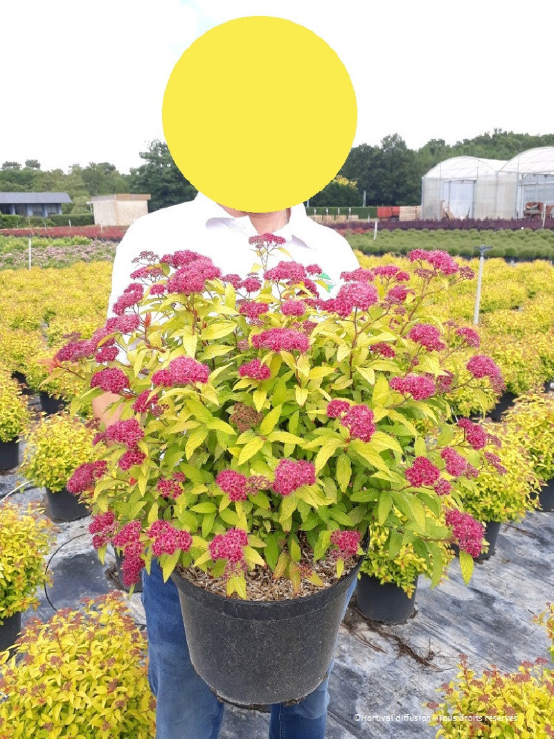 SPIRAEA japonica GOLDFLAME (Spirée)
