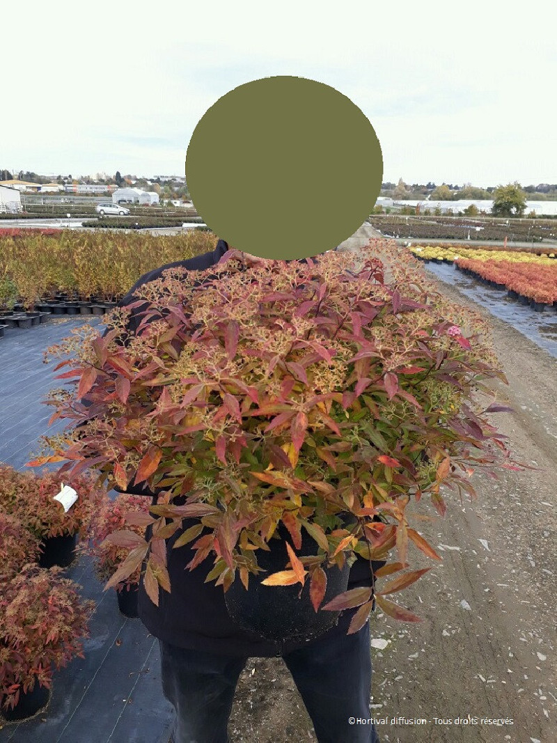 SPIRAEA japonica SHIROBANA (Spirée)