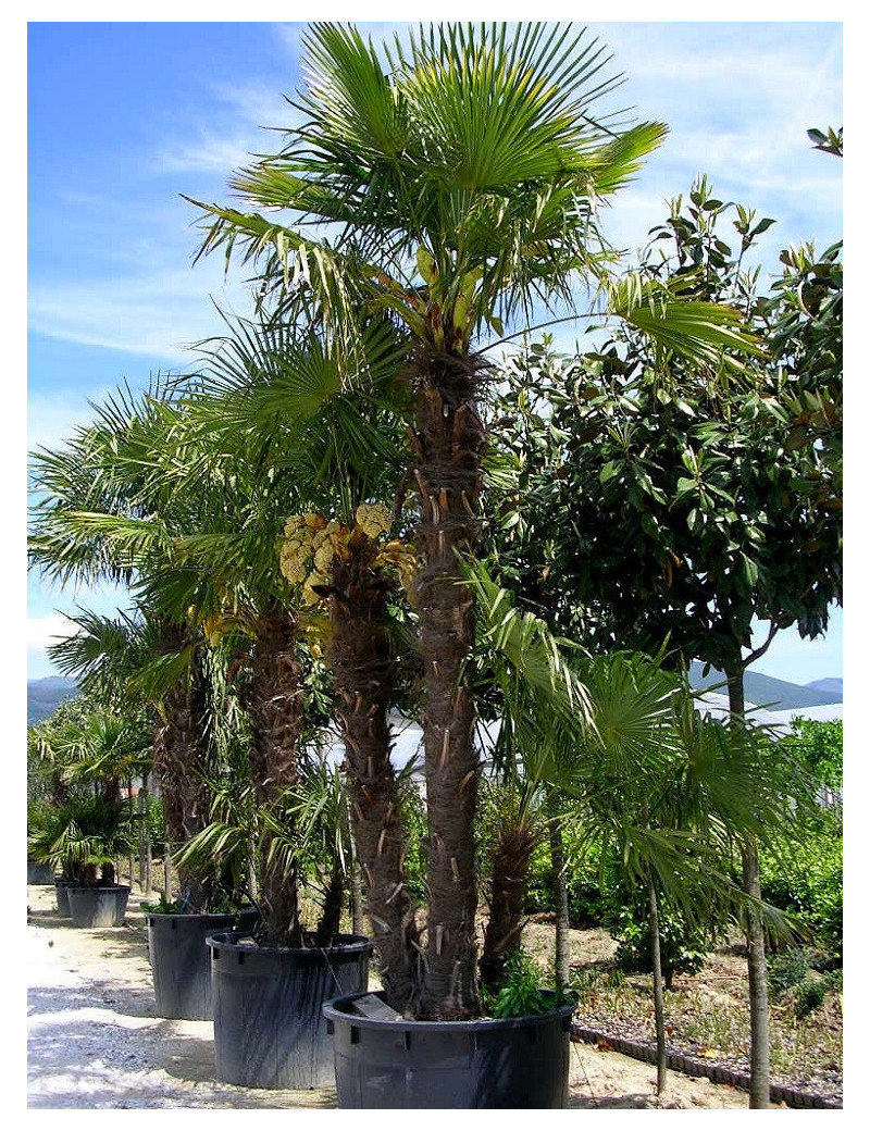 TRACHYCARPUS fortunei (Palmier de Chine ou palmier chanvre)