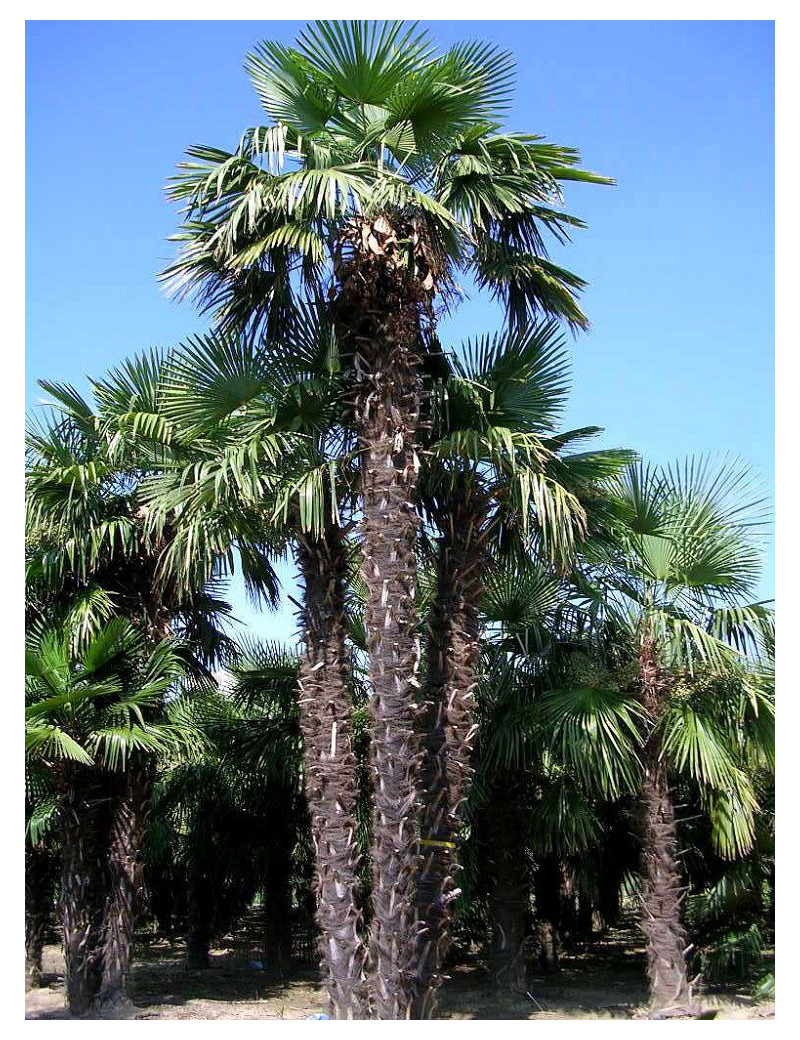 TRACHYCARPUS fortunei (Palmier de Chine ou palmier chanvre)