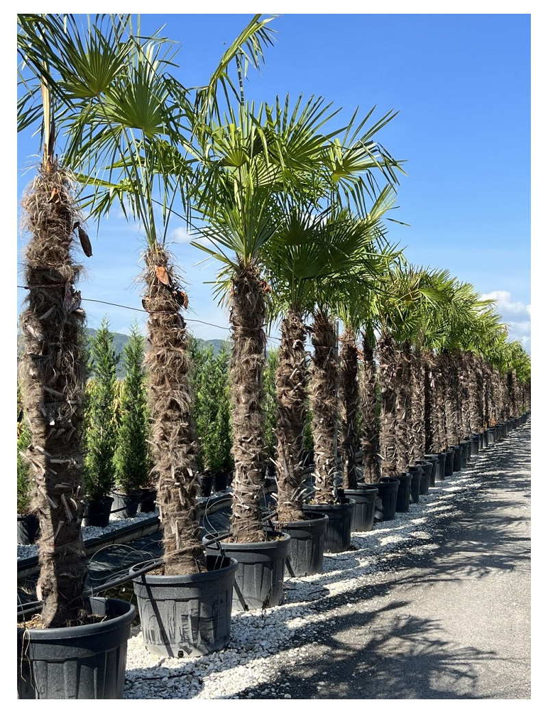 TRACHYCARPUS fortunei (Palmier de Chine ou palmier chanvre)