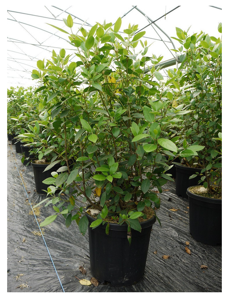 VIBURNUM tinus (Laurier tin)