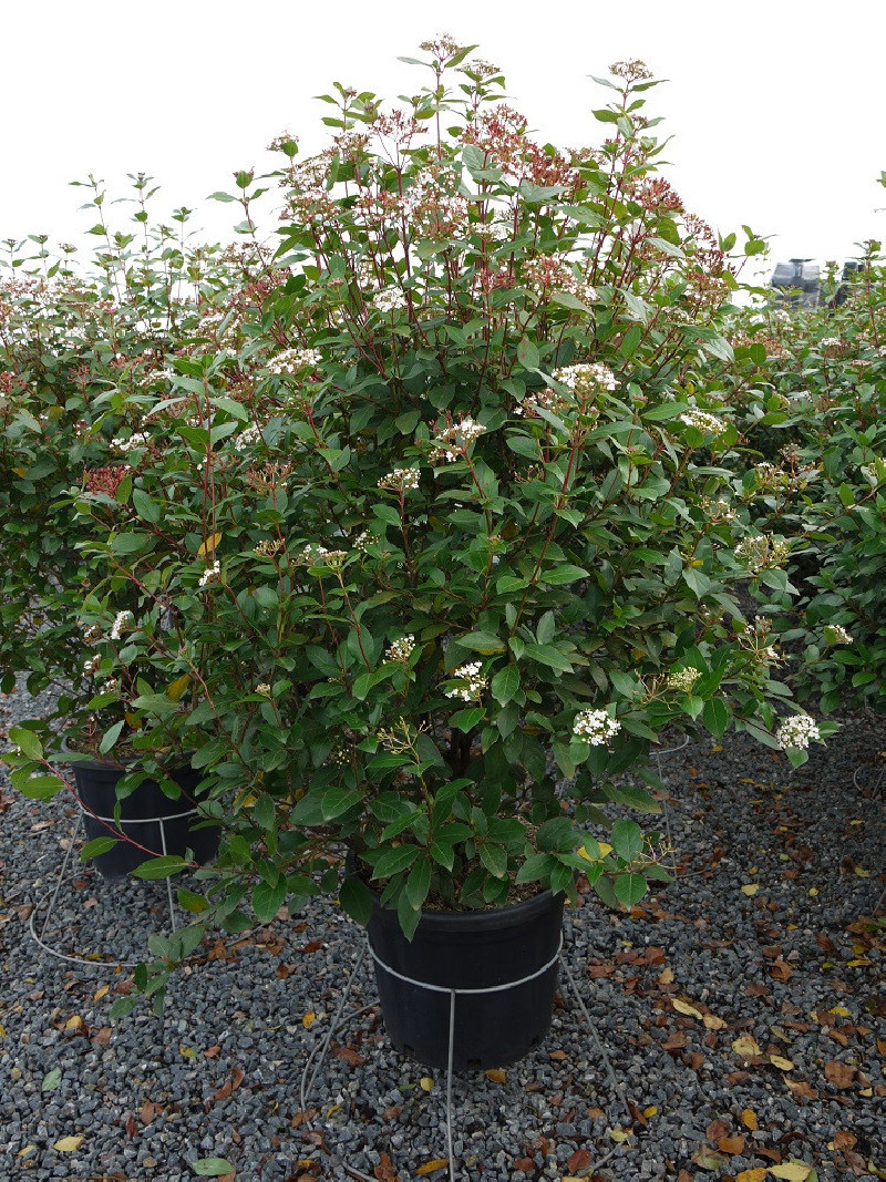 VIBURNUM tinus (Laurier tin)