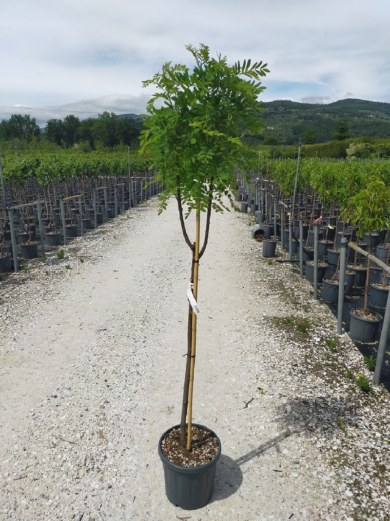 CORMIER ou SORBIER DOMESTIQUE (Sorbus domestica)