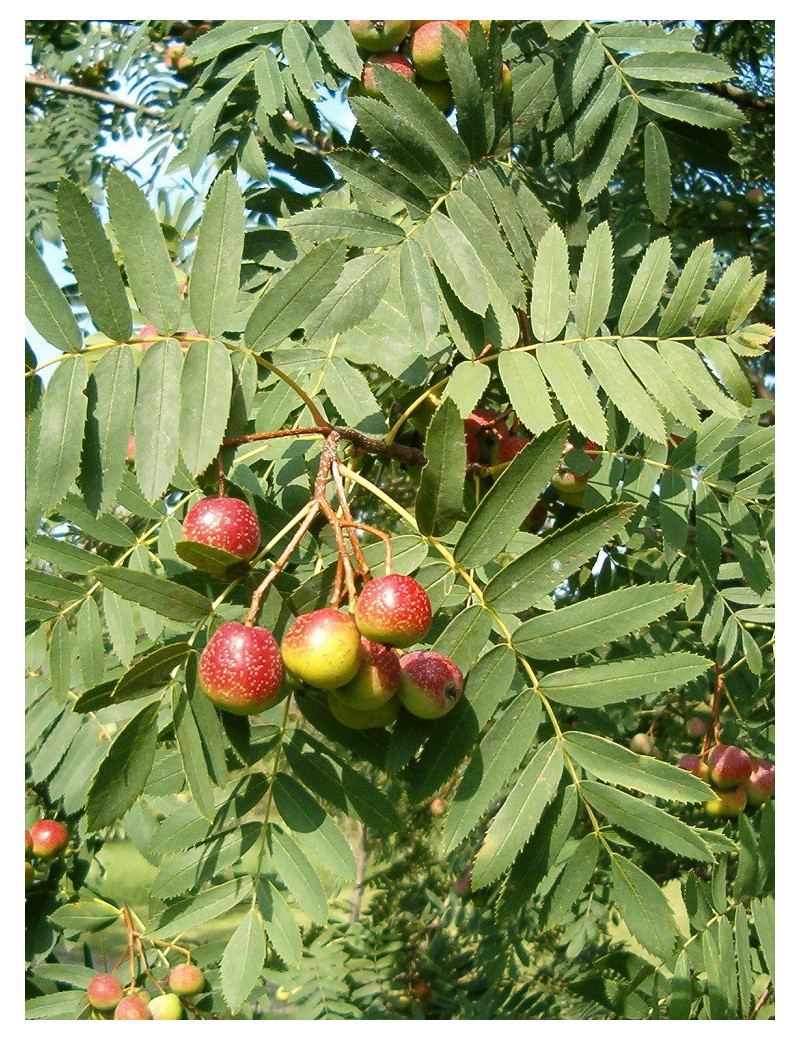 CORMIER ou SORBIER DOMESTIQUE (Sorbus domestica)