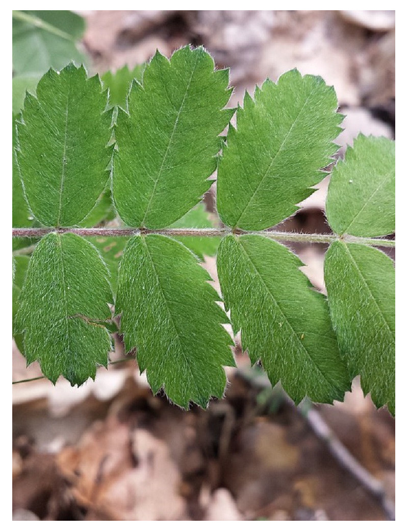 CORMIER ou SORBIER DOMESTIQUE (Sorbus domestica)
