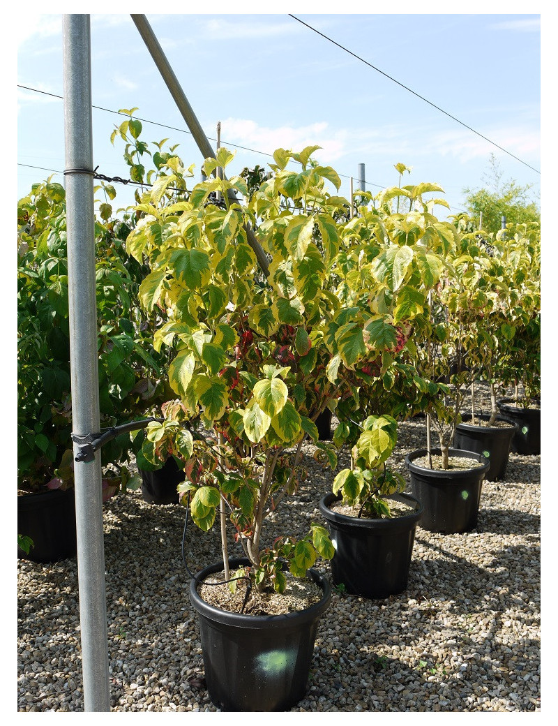 CORNUS florida RAINBOW (Cornouiller de Floride Rainbow)