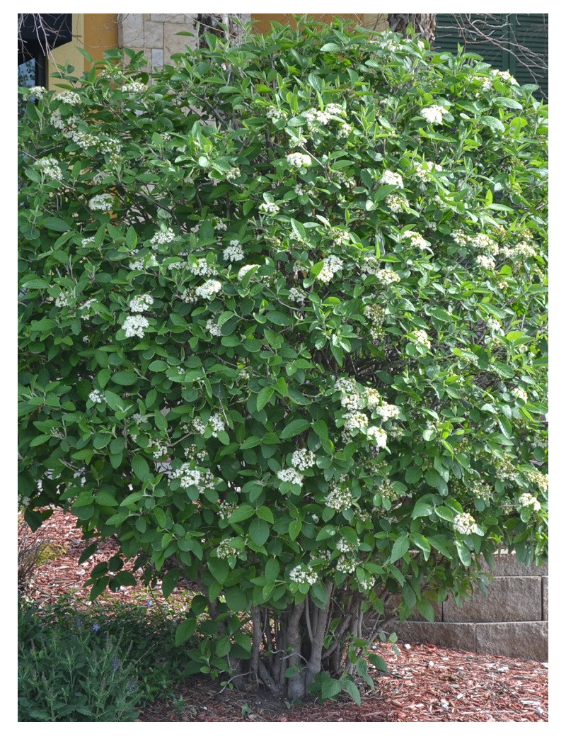 VIBURNUM lantana MOHICAN (Viorne lantane Mohican)