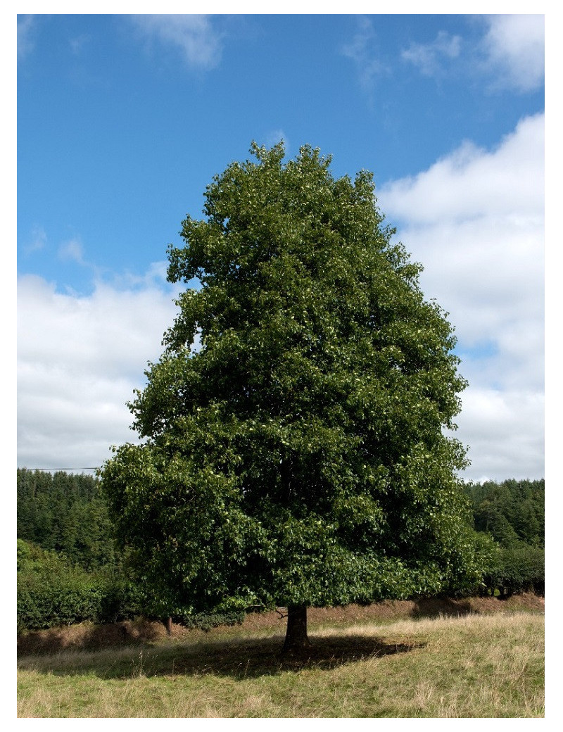 ALNUS glutinosa (Aulne glutineux)