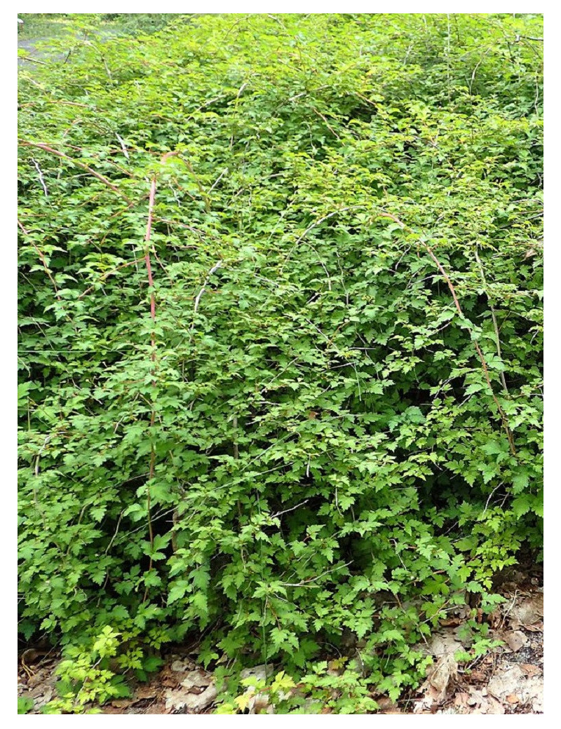 STEPHANANDRA incisa CRISPA (Stephanandra)