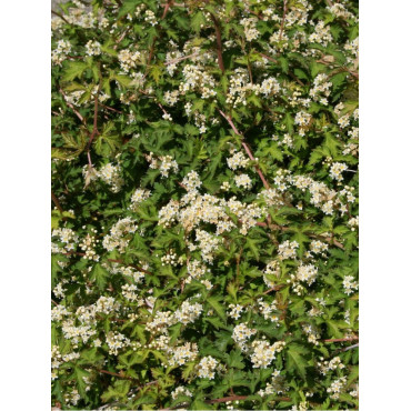 STEPHANANDRA incisa CRISPA (Stephanandra)