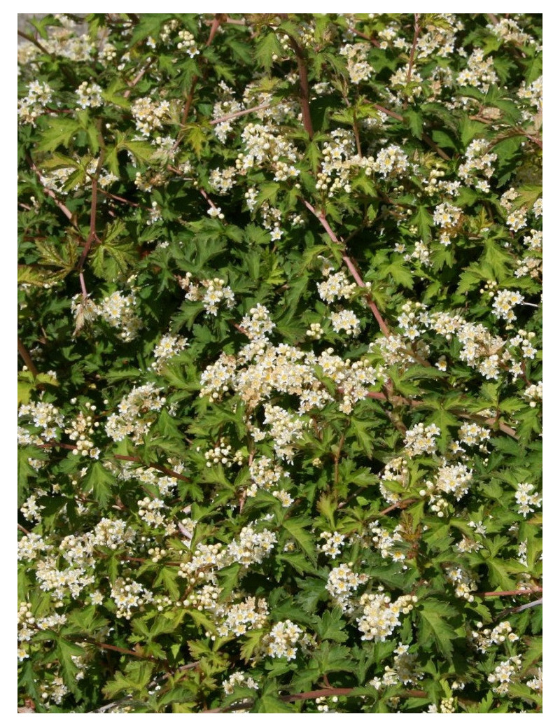 STEPHANANDRA incisa CRISPA (Stephanandra)