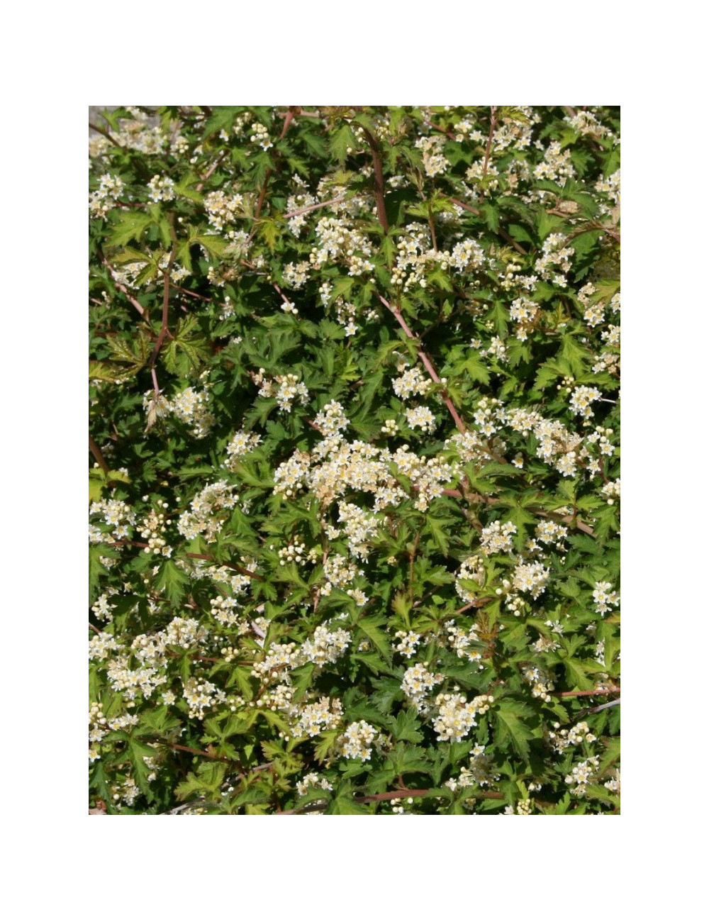 STEPHANANDRA incisa CRISPA (Stephanandra)