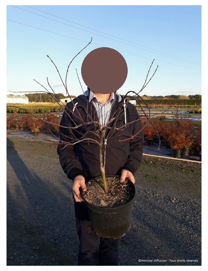 Acer palmatum Firecracker | Érable du Japon rouge flamboyant – Plantes ...