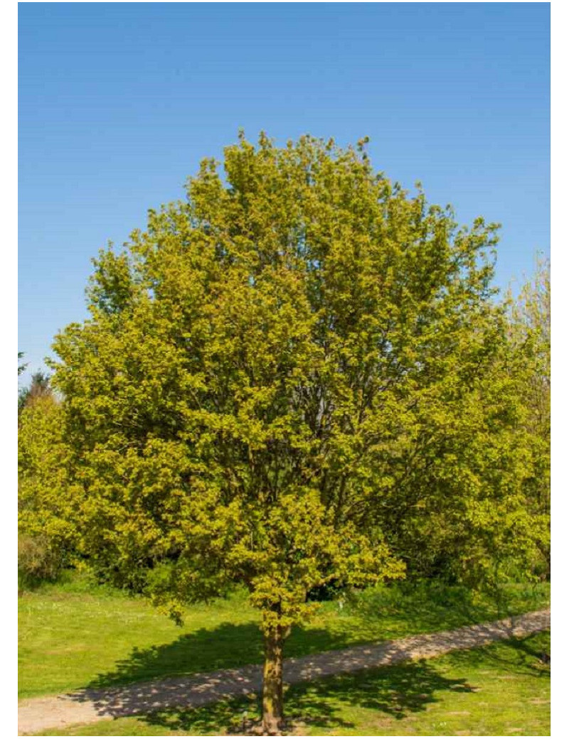 ACER campestre RED SHINE (Érable champêtre Red Shine)