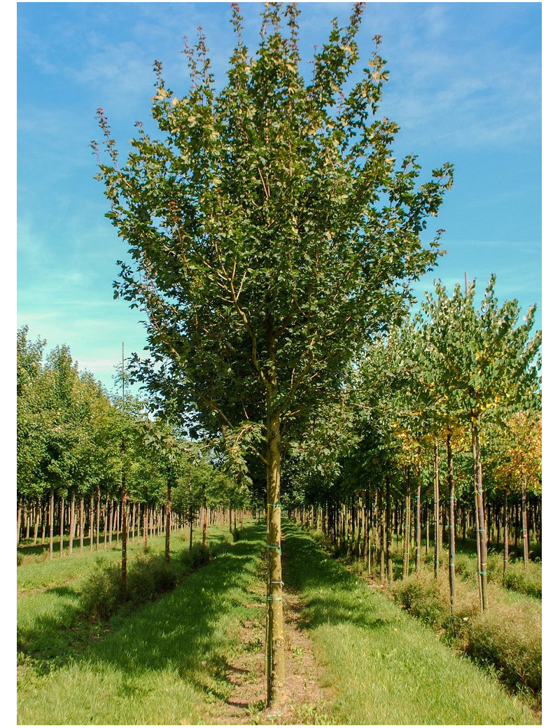 ACER campestre RED SHINE (Érable champêtre Red Shine)