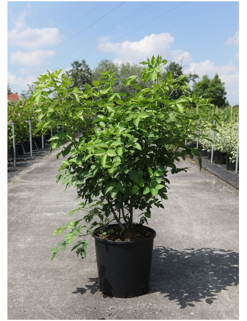 STAPHYLEA colchica (Staphylier)