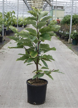 MAGNOLIA acuminata BLUE OPAL (Magnolier)